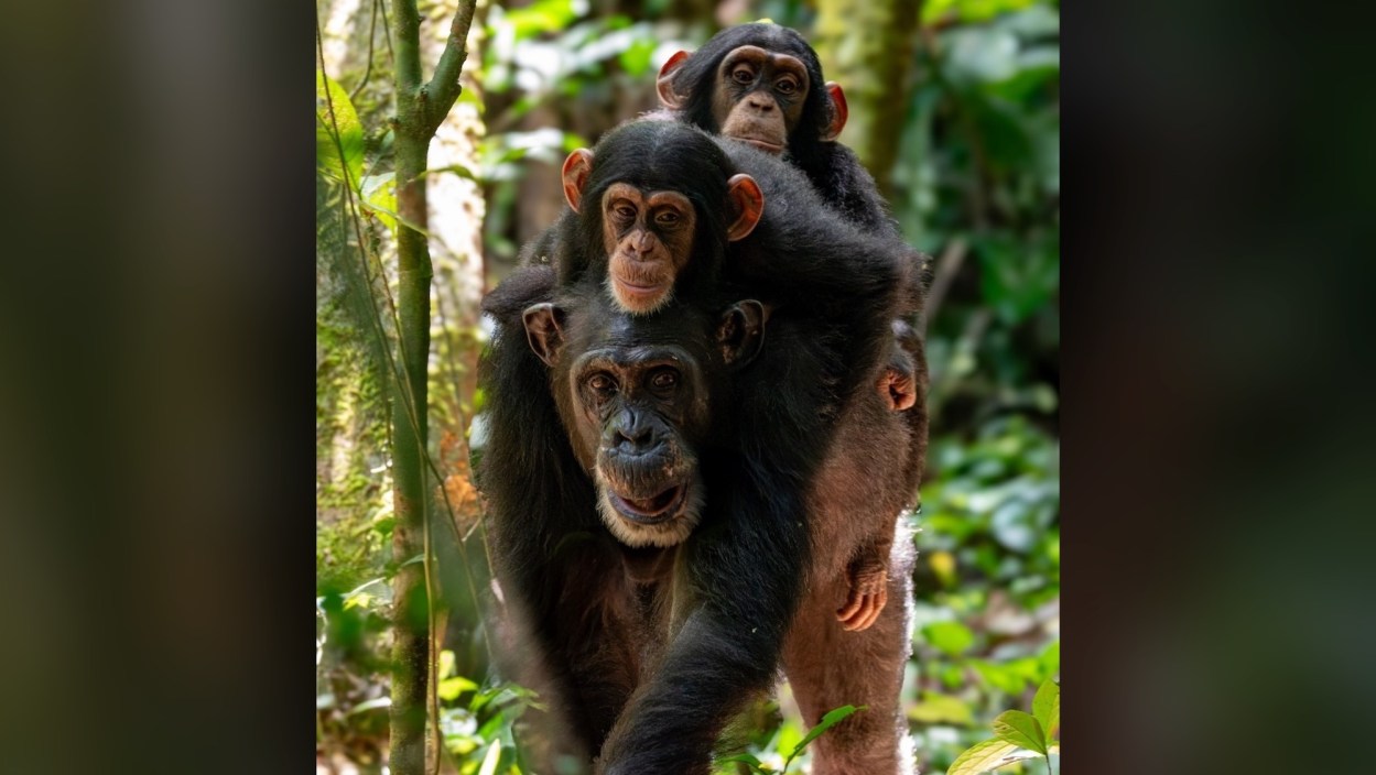 Wild chimp babies bond with their moms in human-like ways | Popular Science