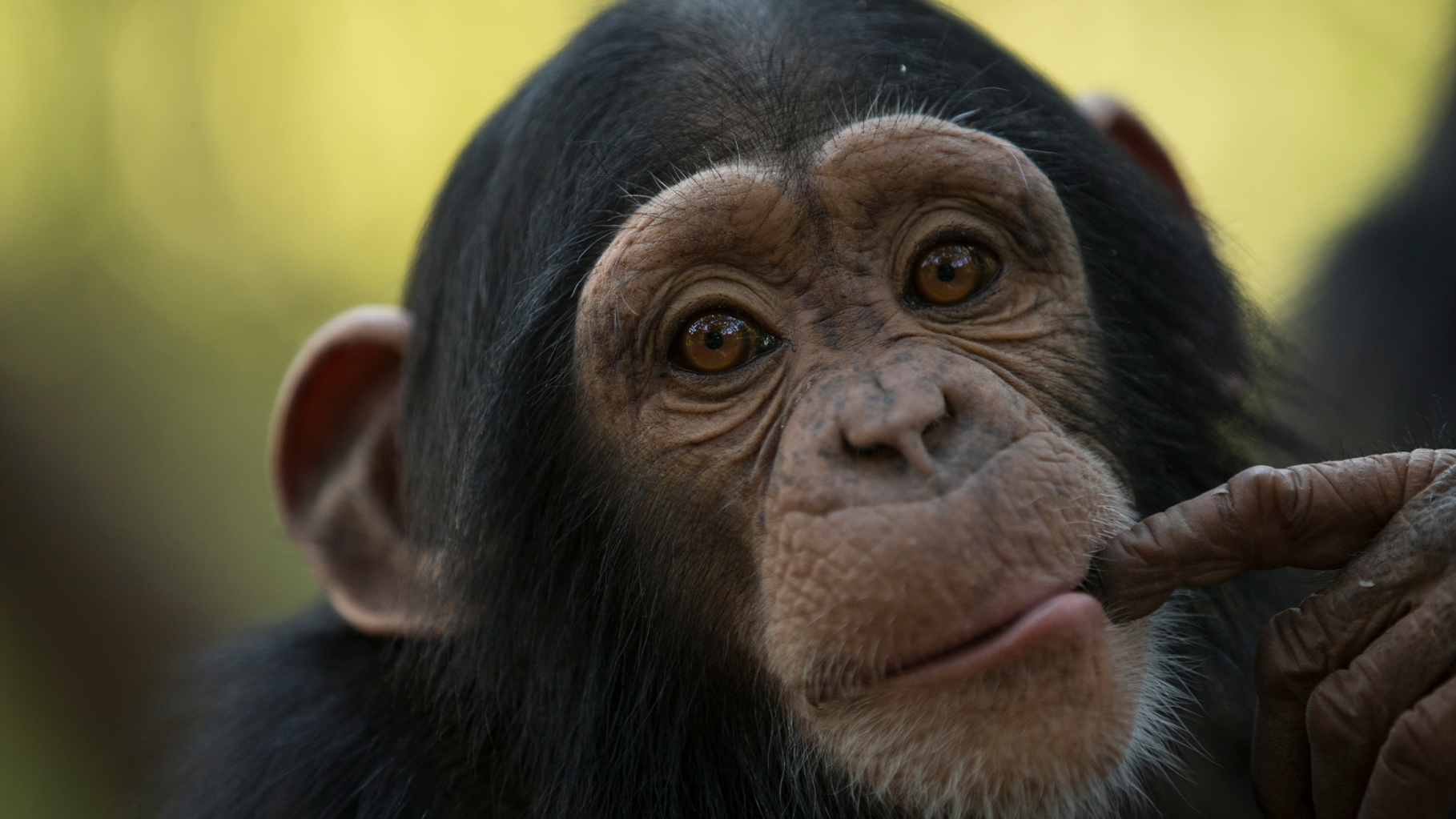 Chimpanzees can keep a rhythmic beat | Popular Science