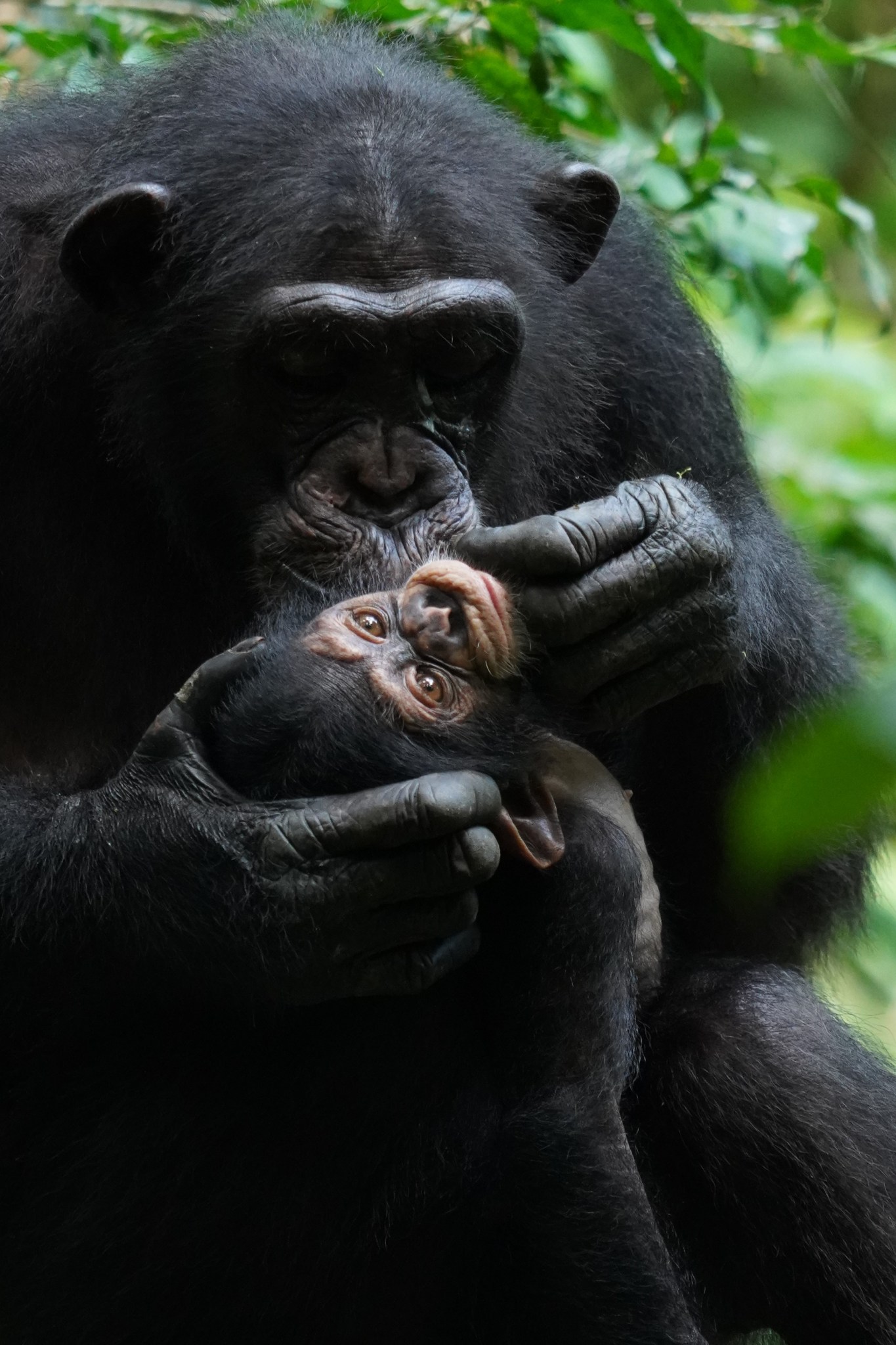 Wild chimp babies bond with their moms in human-like ways | Popular Science