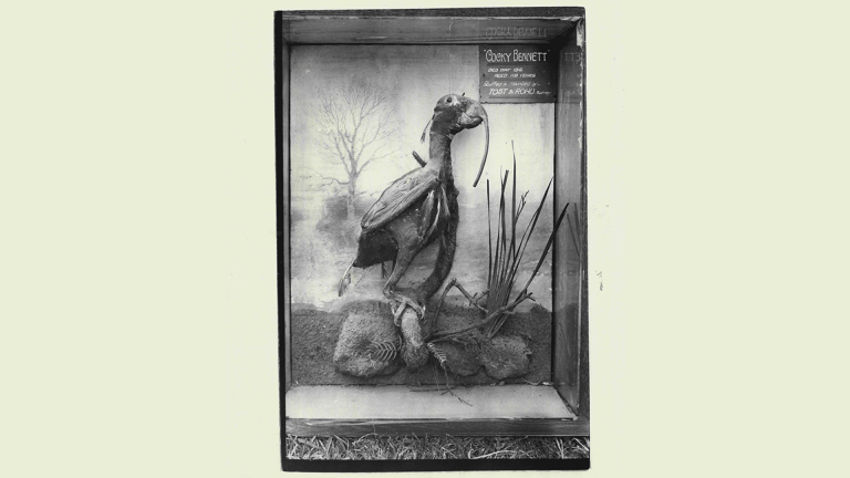 The foul-mouthed cockatoo that lived to 120 | Popular Science