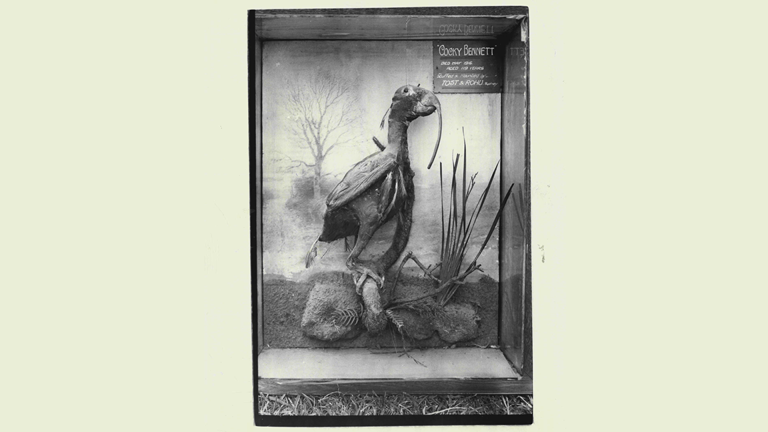 The foul-mouthed cockatoo that lived to 120 | Popular Science