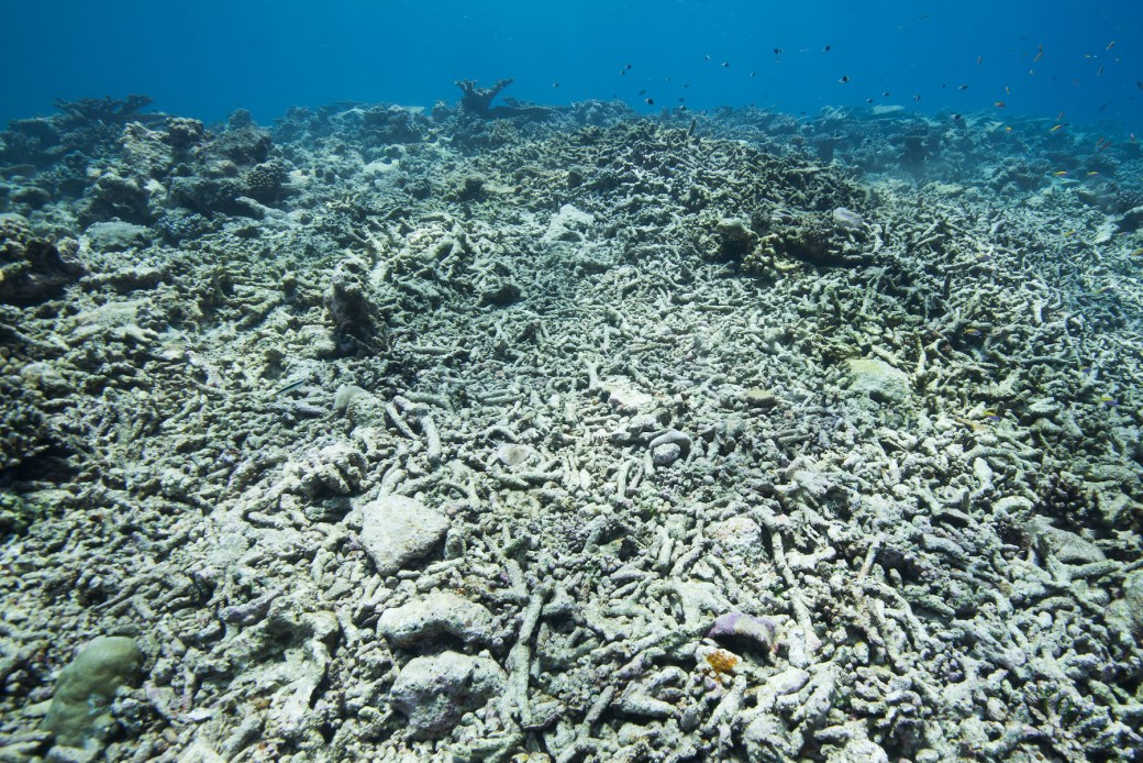 Are we in a sixth mass extinction? | Popular Science