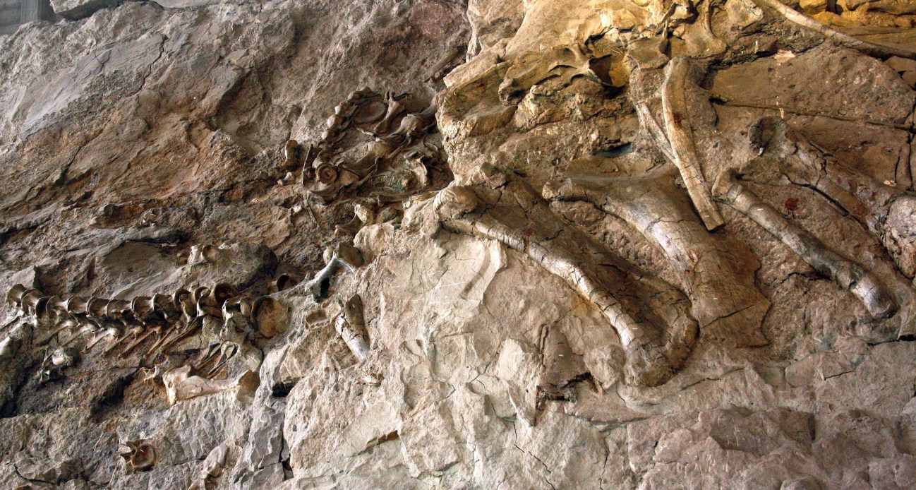 Are we in a sixth mass extinction? | Popular Science