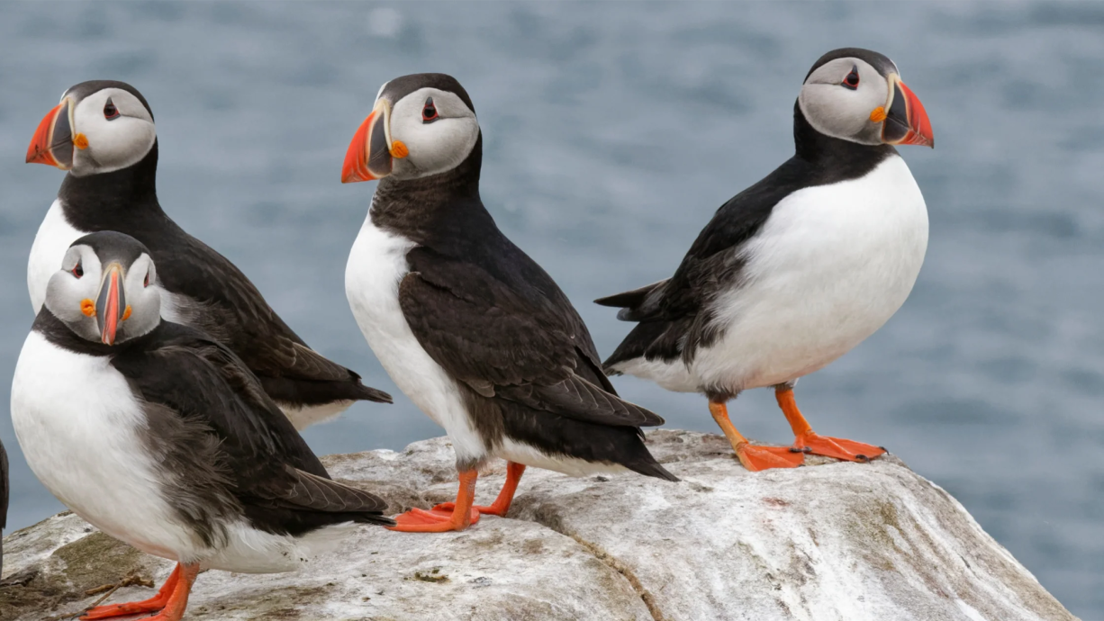 Puffin-counting season begins with two new livestreams | Popular Science
