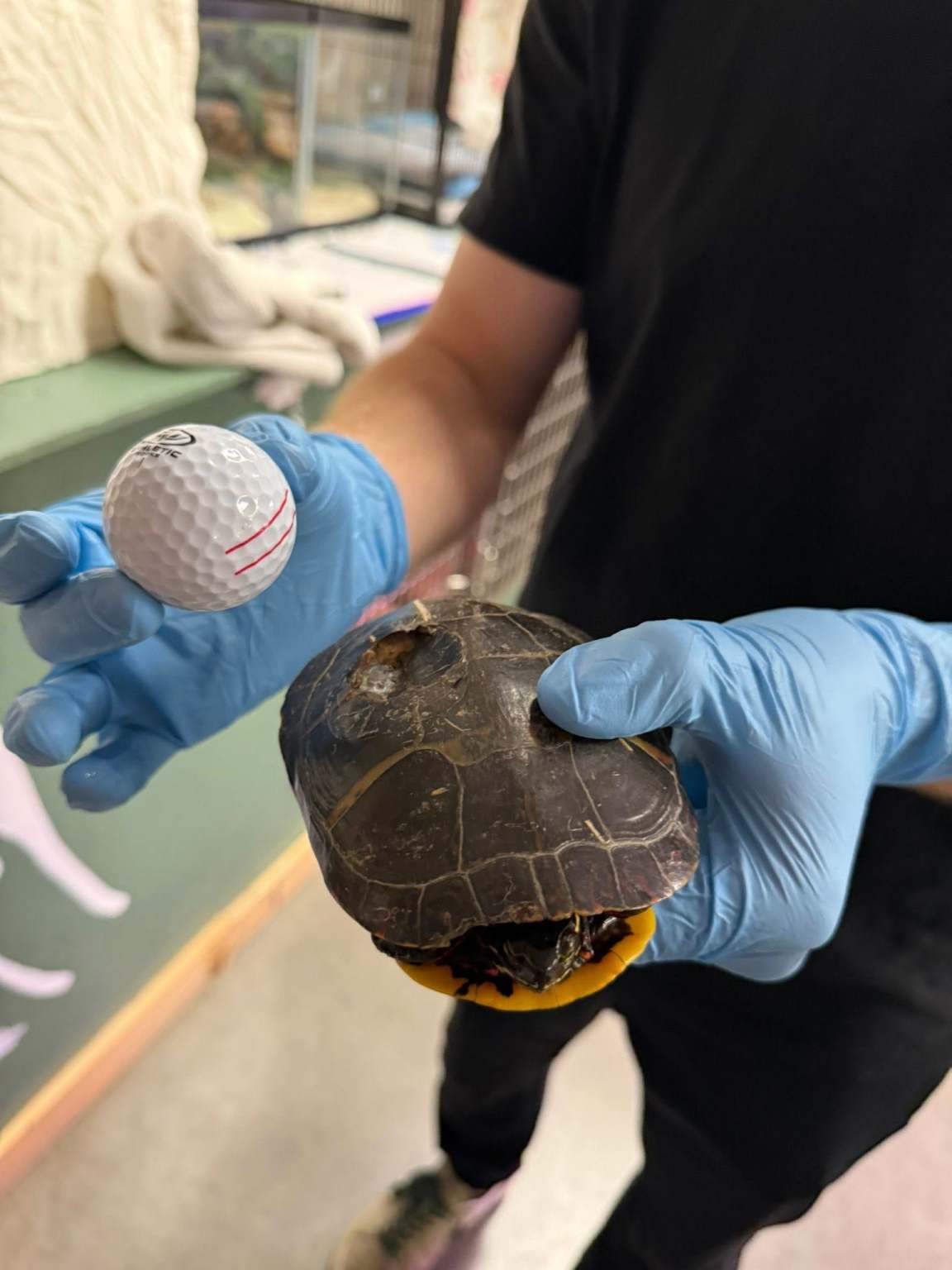 Turtle's mysterious injury caused by a golf ball | Popular Science