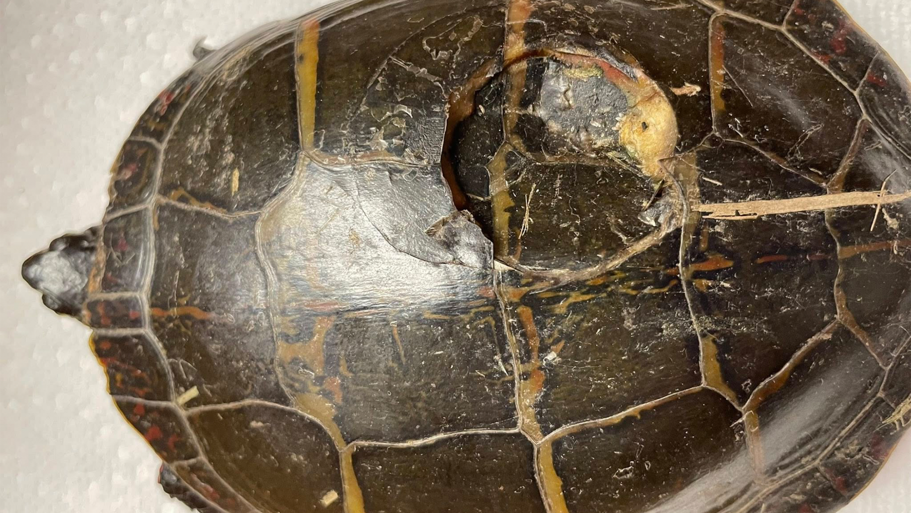 Turtle's mysterious injury caused by a golf ball | Popular Science
