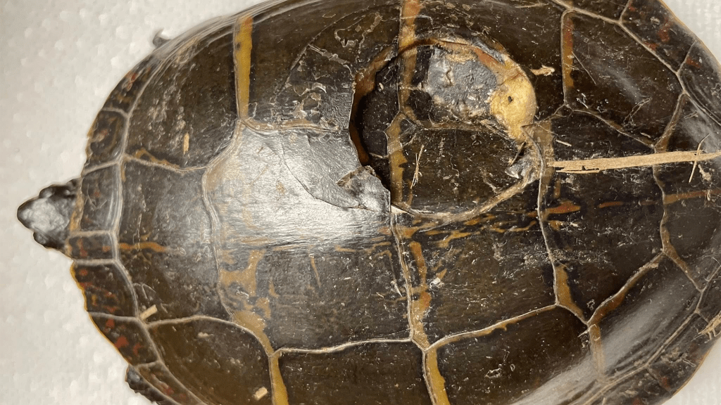 Turtle's mysterious injury caused by a golf ball | Popular Science
