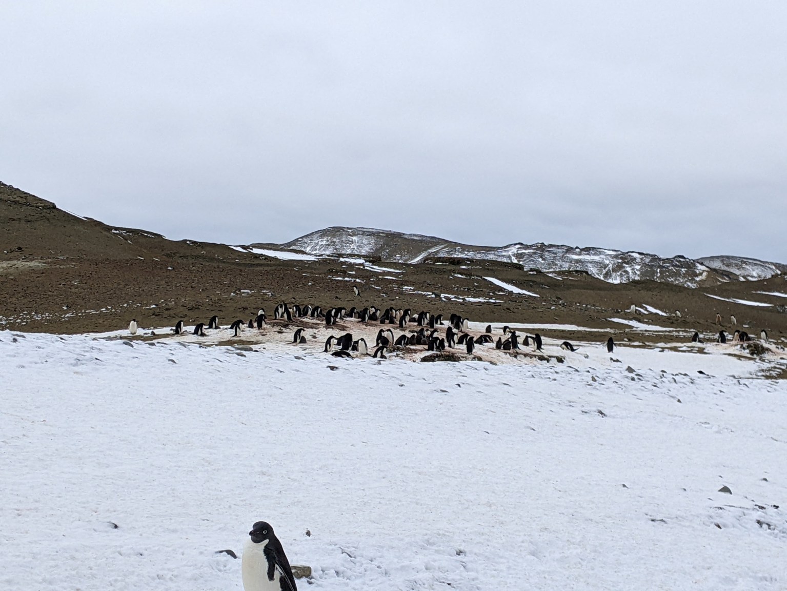 How pungent poop could help Antarctica's penguins | Popular Science