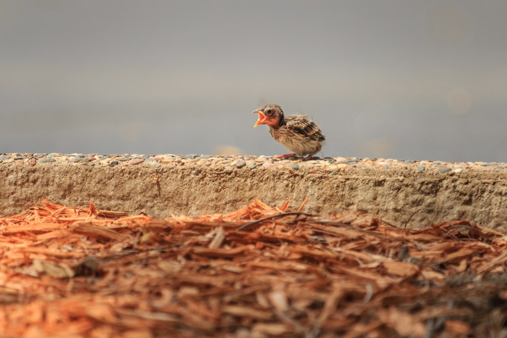 What to do if you find a baby bird out of its nest | Popular Science
