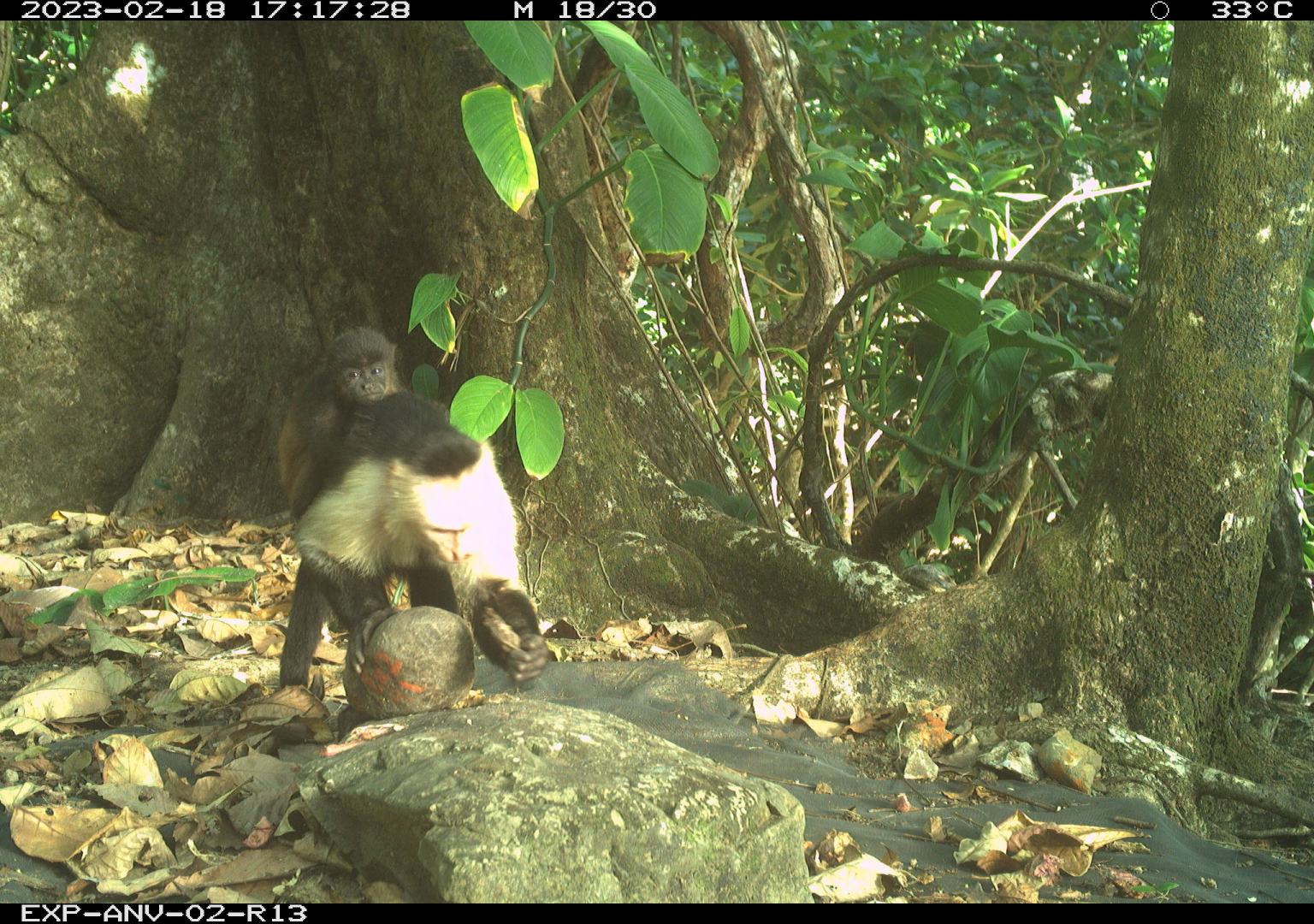 Capuchin monkeys kidnap baby howler monkeys, shocking scientists ...