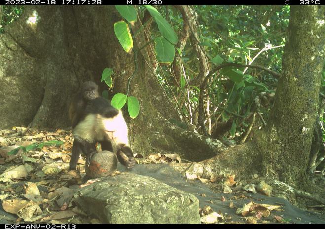 Capuchin monkeys kidnap baby howler monkeys, shocking scientists ...