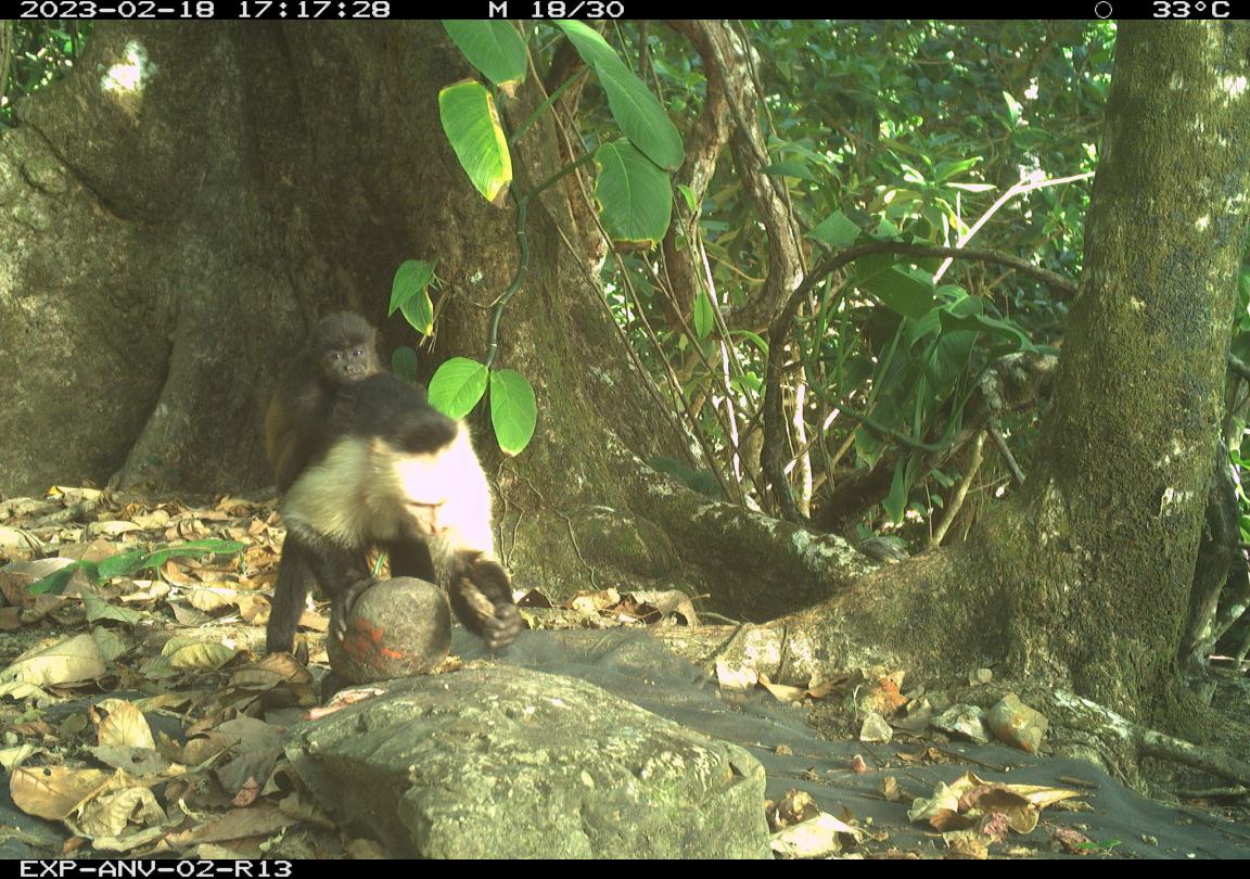 Capuchin monkeys kidnap baby howler monkeys, shocking scientists ...