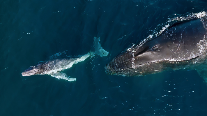 Humpback whales can give birth while migrating thousands of miles ...