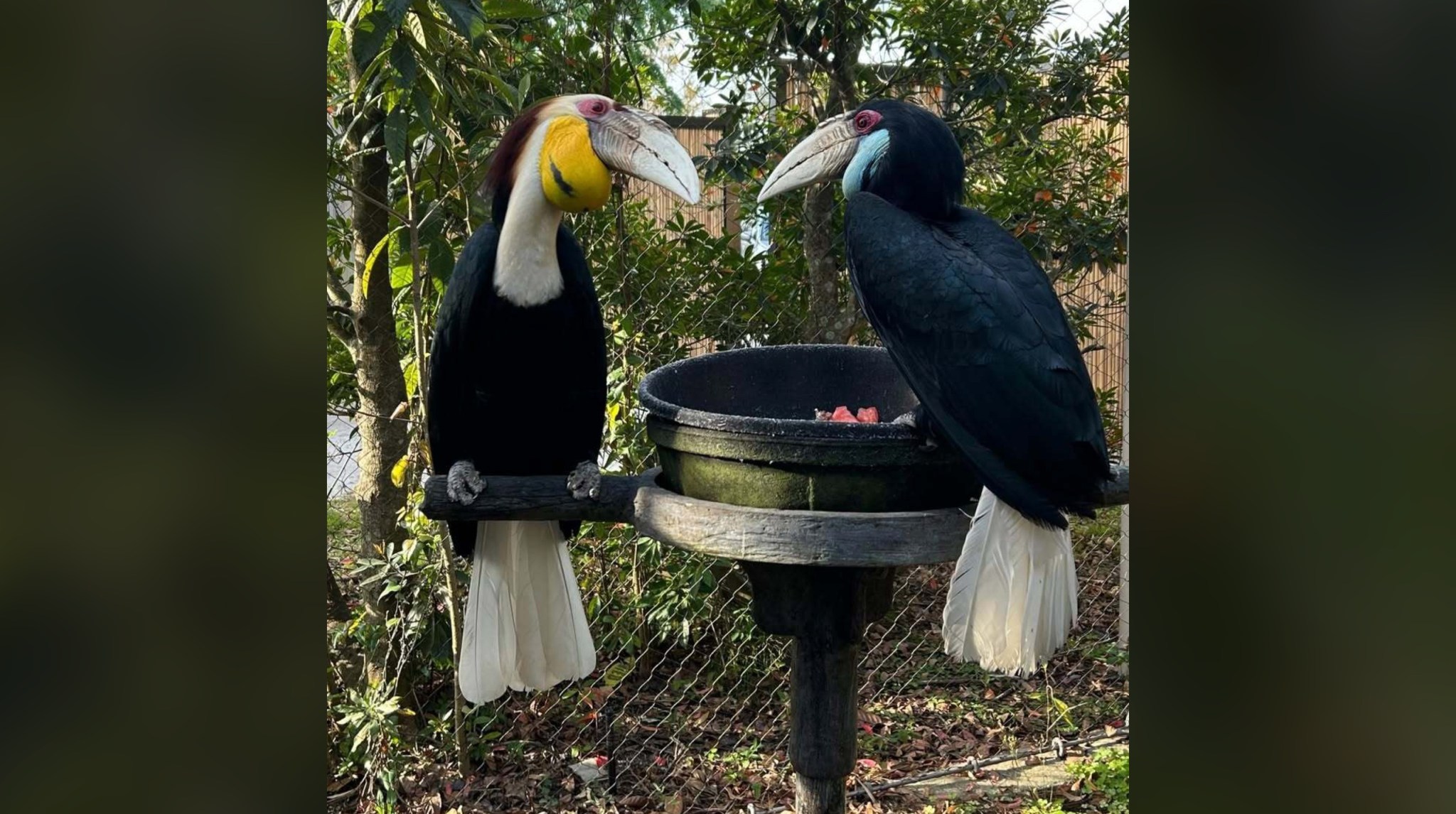 Male hornbills are at their mates’ every beck and call | Popular Science