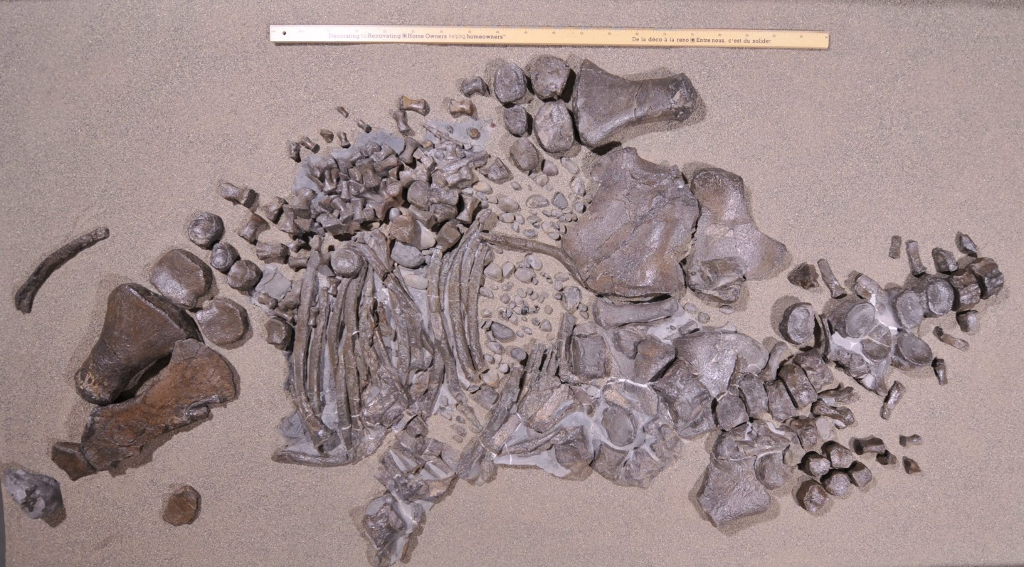 ‘Very odd' 40-foot-long marine reptile stalked prehistoric Canada ...