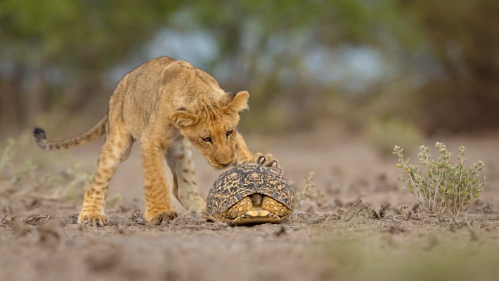 Science Articles about Animals | Popular Science