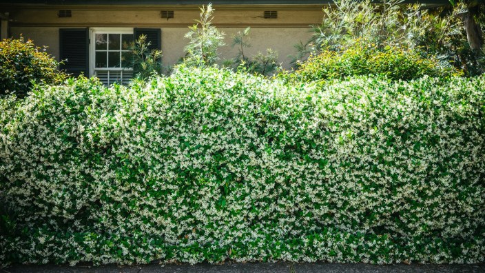 How to build a living fence | Popular Science