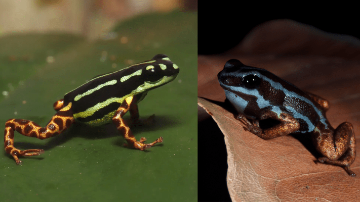 It's raining tiny toxic frogs | Popular Science