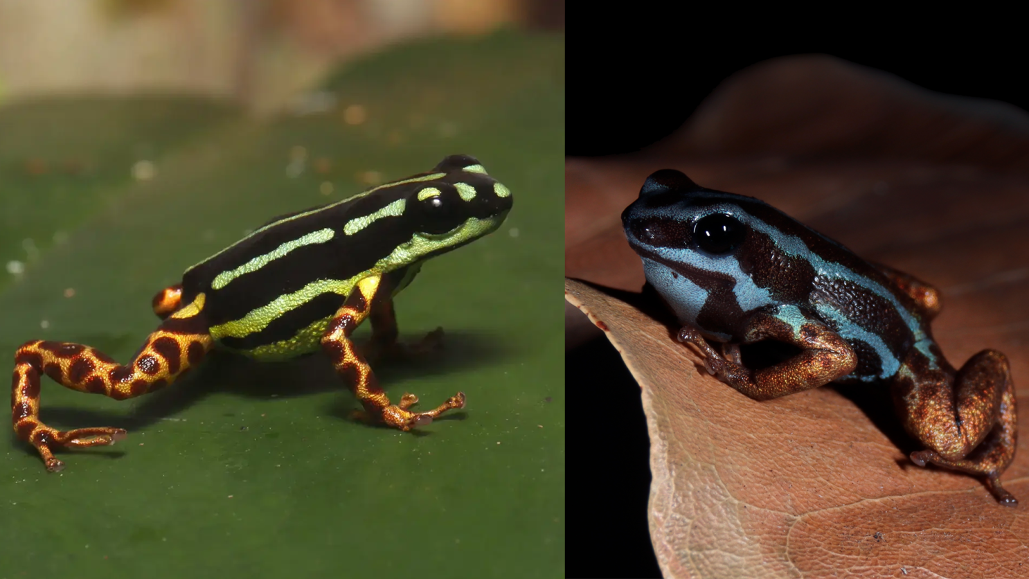 It's raining tiny toxic frogs | Popular Science