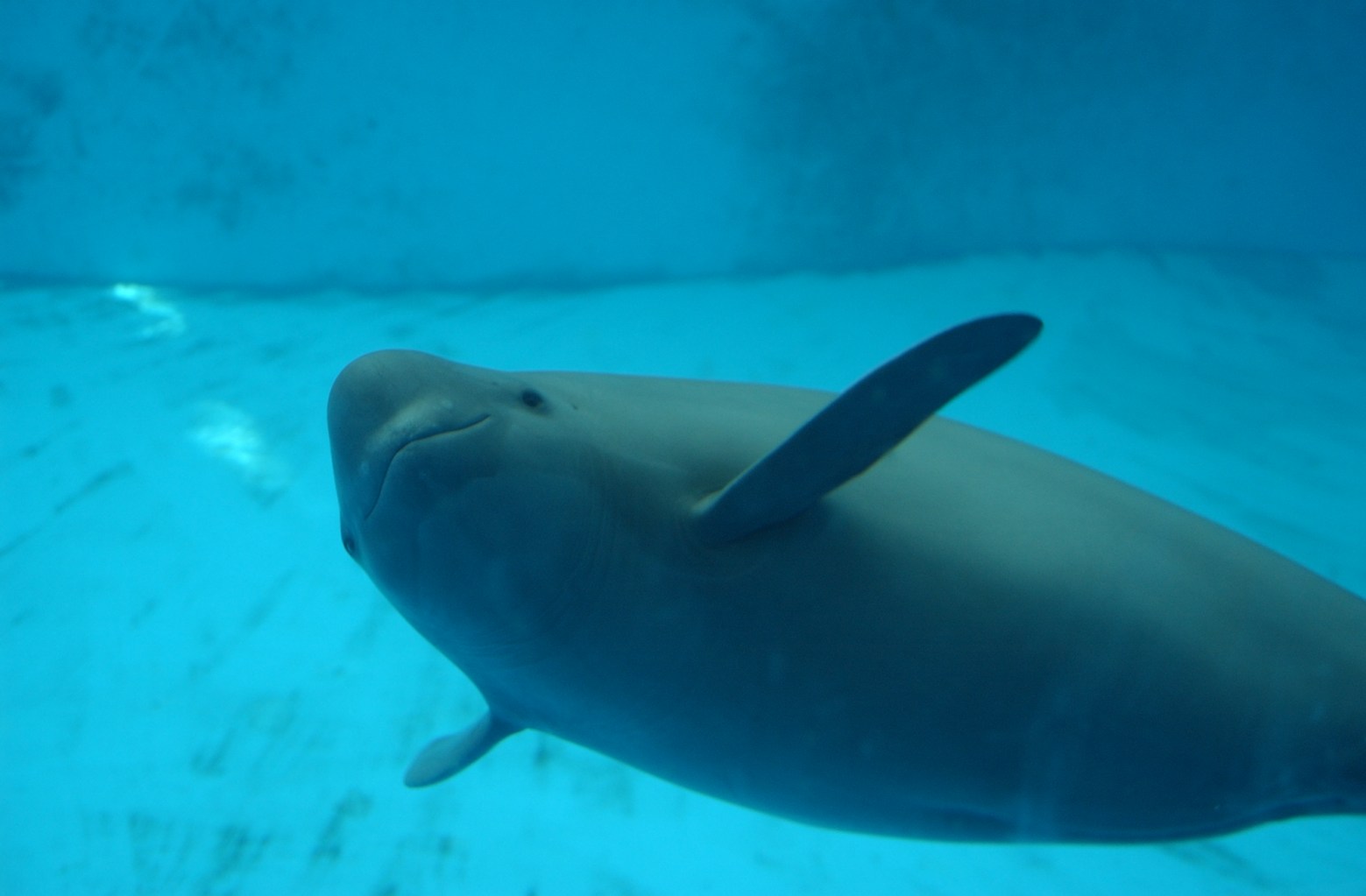 Poems spanning 1,400 years tell the tale of a revered porpoise ...