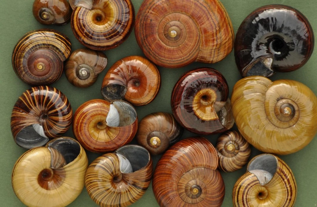 Watch a snail lay an egg...from its neck | Popular Science