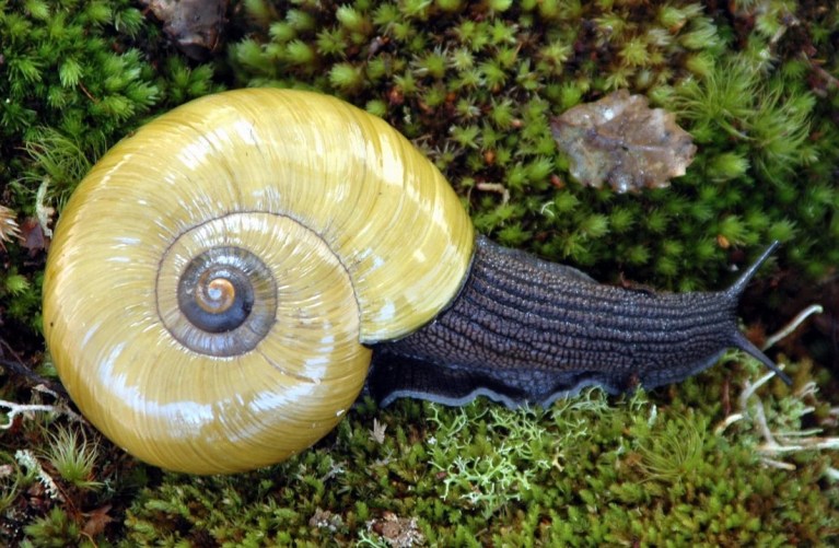 Watch a snail lay an egg...from its neck | Popular Science