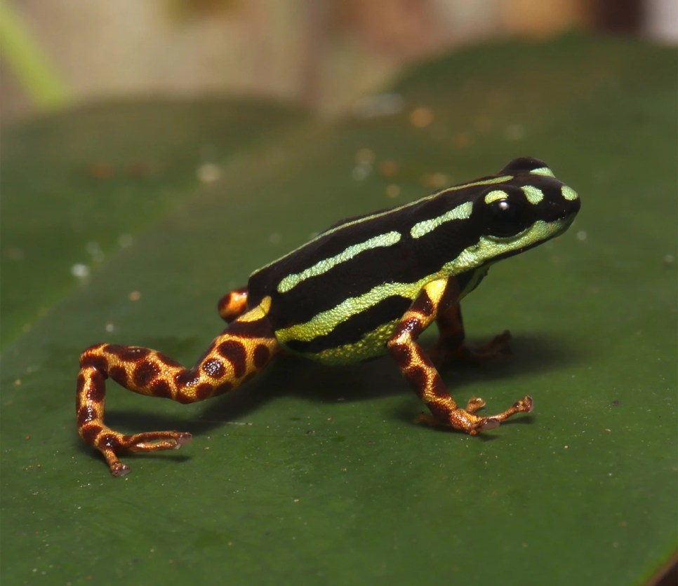 It's raining tiny toxic frogs | Popular Science
