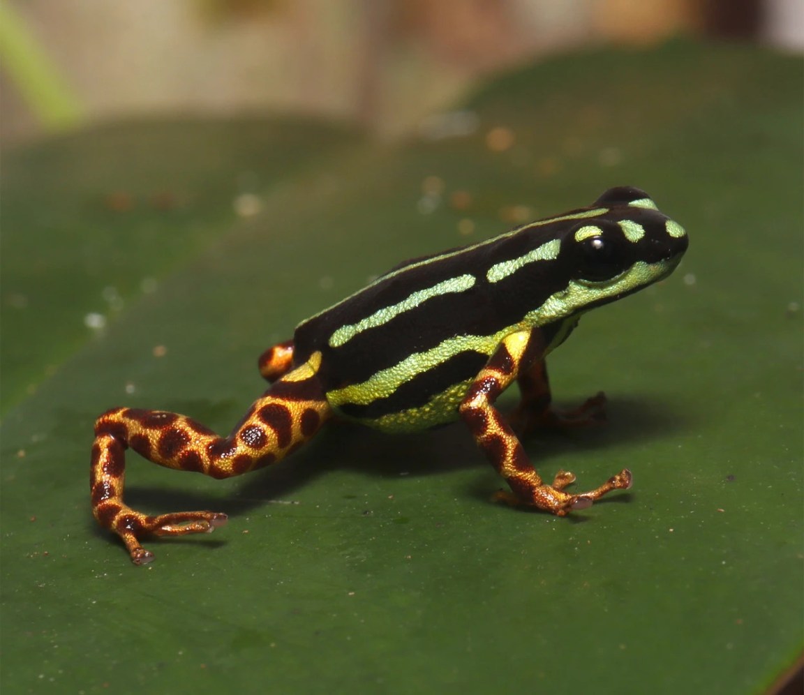 It's raining tiny toxic frogs | Popular Science