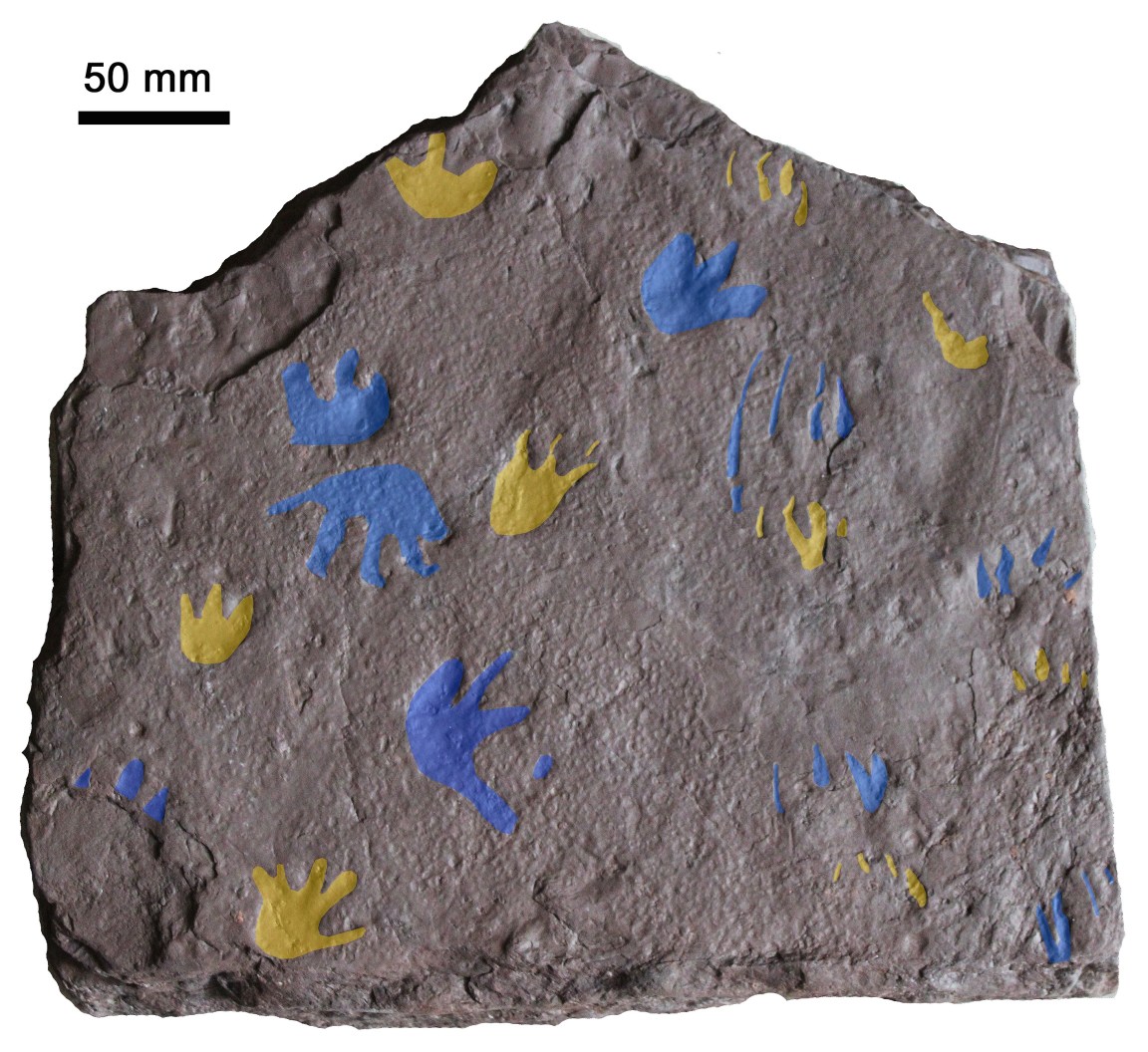 Amateur paleontologists uncover earliest known ‘reptile’ footprints ...