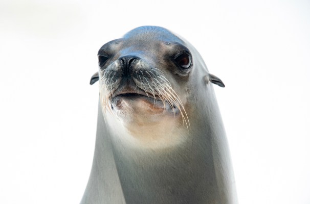 This sea lion can keep a beat better than some humans | Popular Science