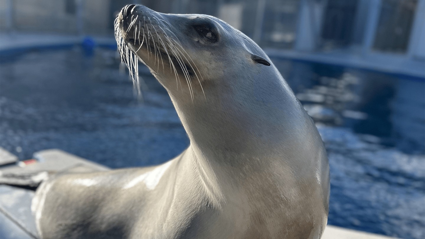 This sea lion can keep a beat better than some humans | Popular Science