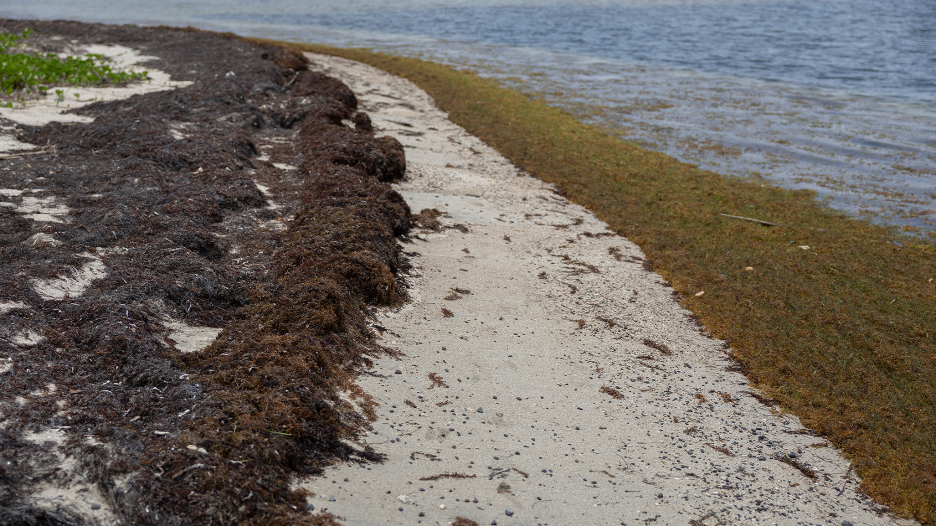31 million tons of seaweed ready to stink up Florida's beaches ...