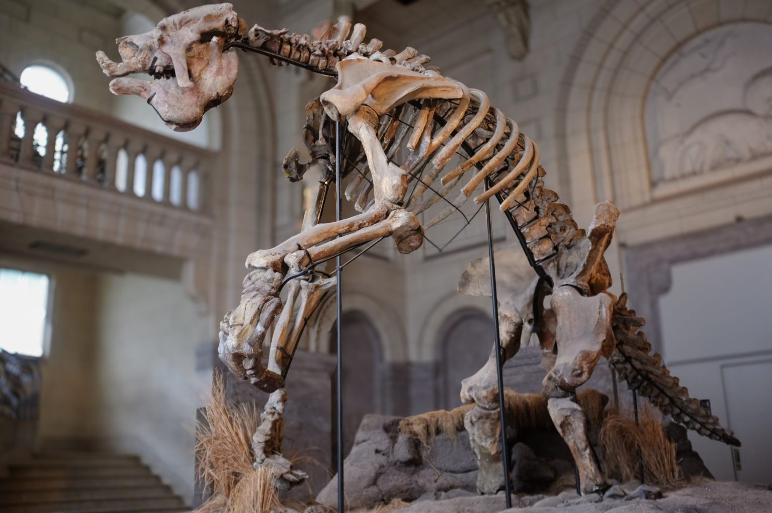 8,000-pound sloths once roamed North America. Where'd they go ...