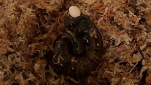 Watch a snail lay an egg...from its neck | Popular Science