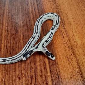 Rare two-headed snake is surprisingly thriving | Popular Science