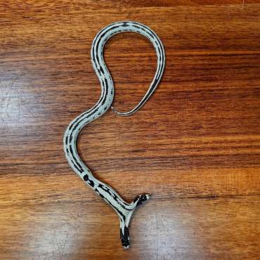 Rare two-headed snake is surprisingly thriving | Popular Science