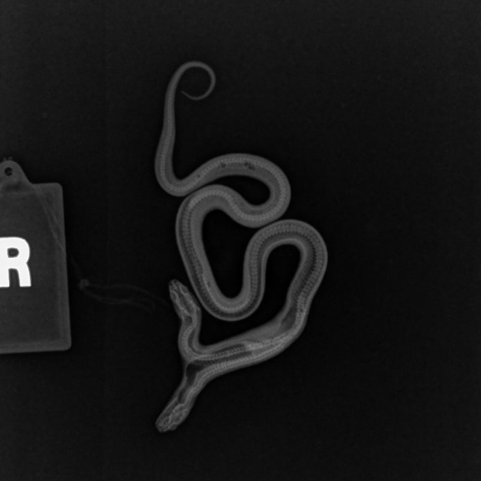 Rare two-headed snake is surprisingly thriving | Popular Science