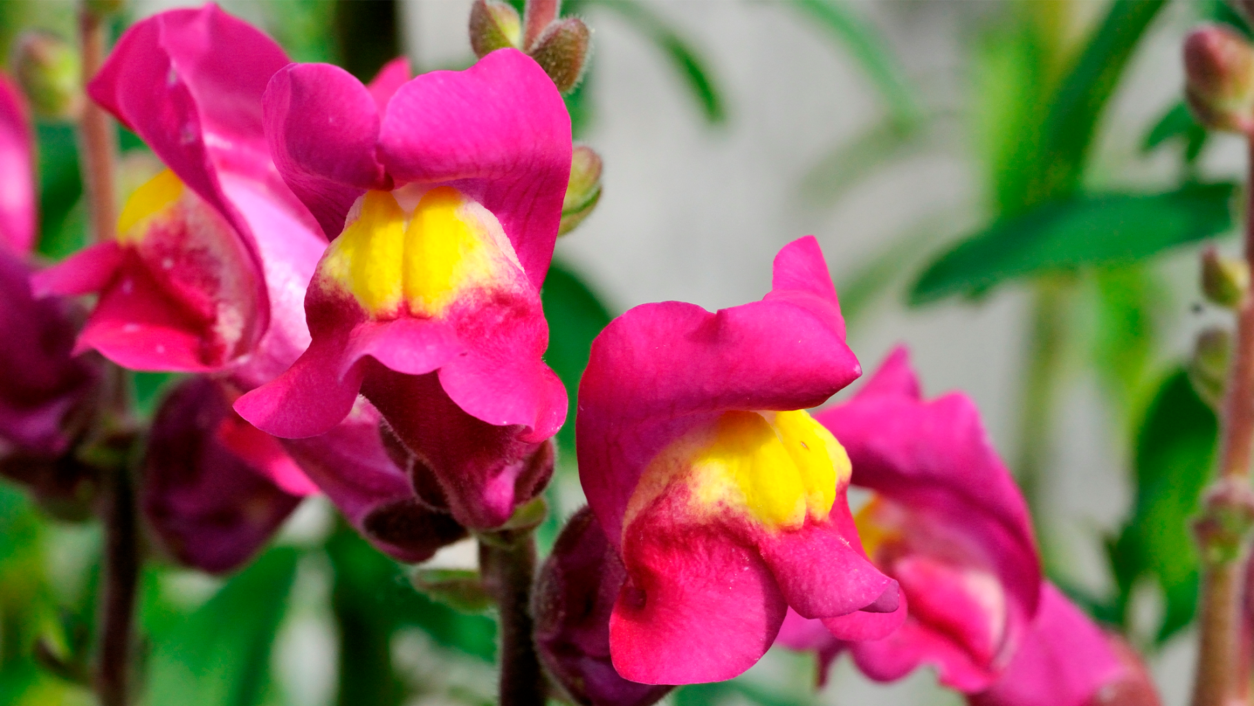 Plants can hear tiny wing flaps of pollinators | Popular Science