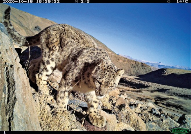 Northern India’s elusive snow leopards get their close up | Popular Science