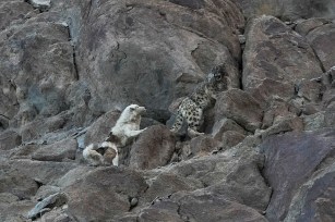 Northern India’s elusive snow leopards get their close up | Popular Science