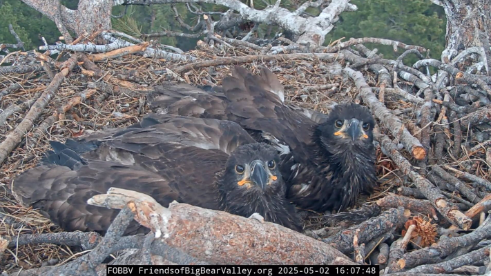 Bittersweet fledge watch begins for bald eagles Sunny and Gizmo ...