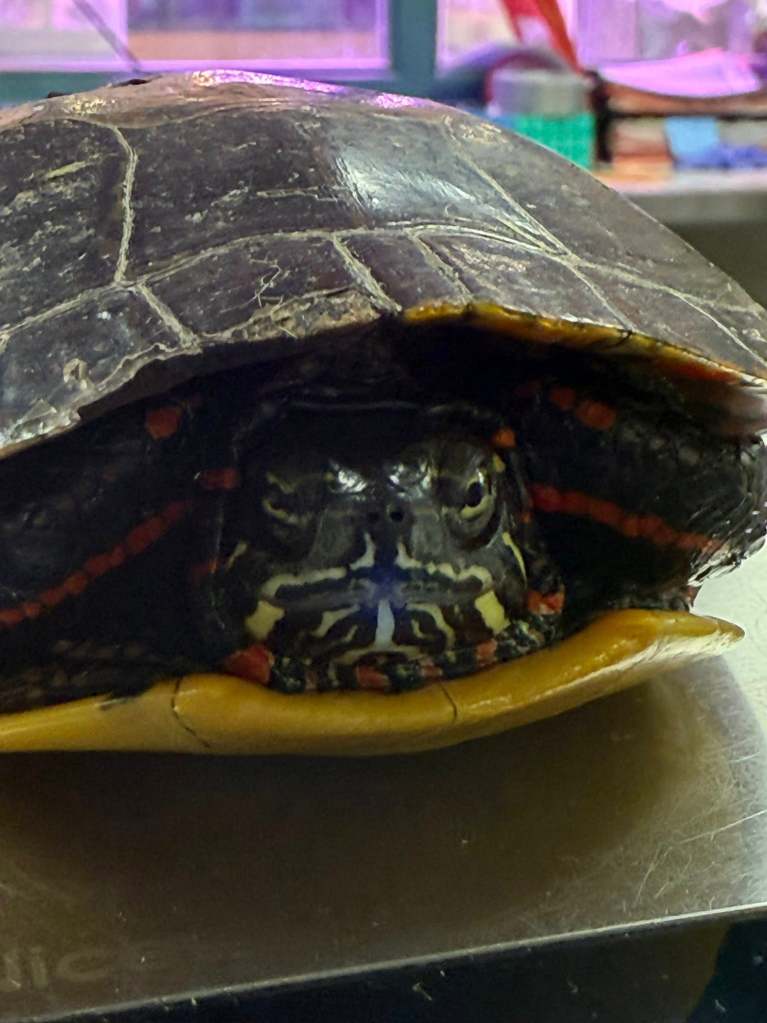 Turtle's mysterious injury caused by a golf ball | Popular Science