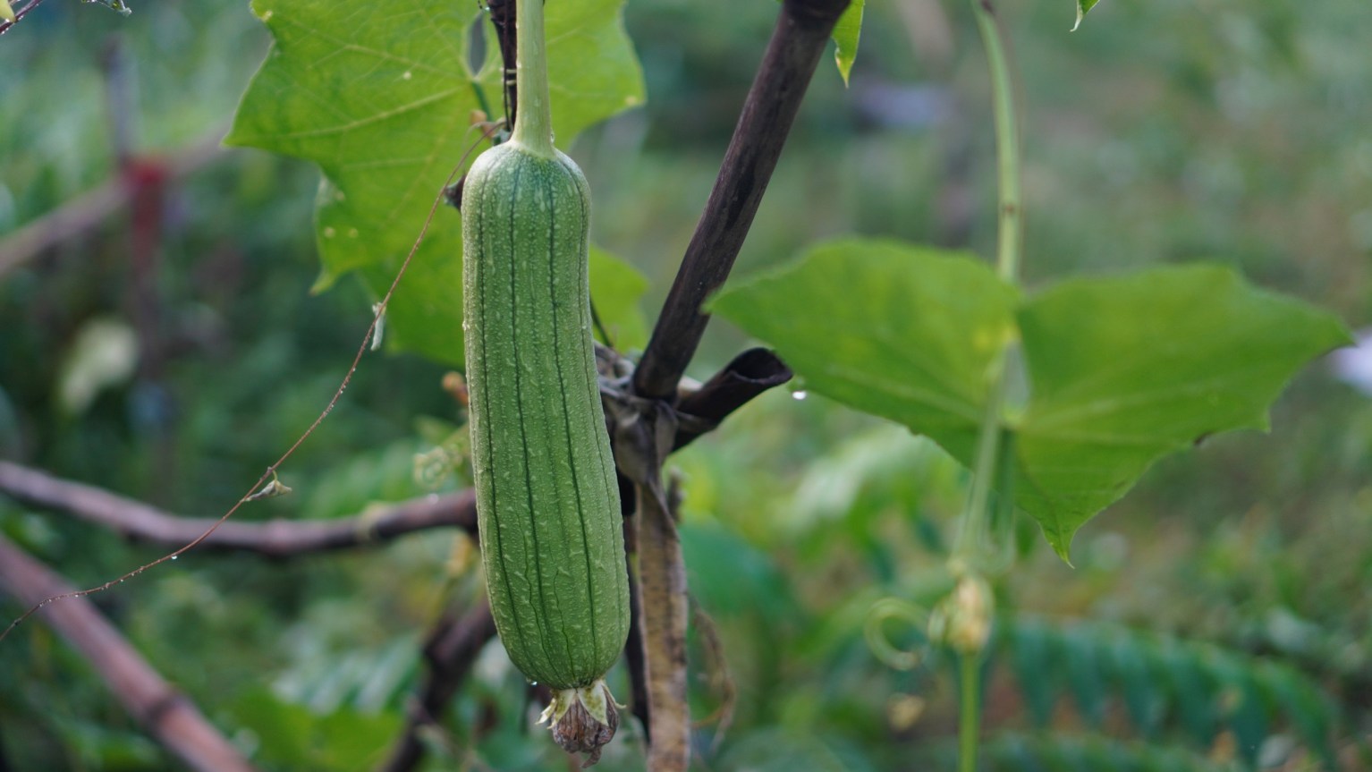 A trip to the farm where loofahs grow on vines | Popular Science