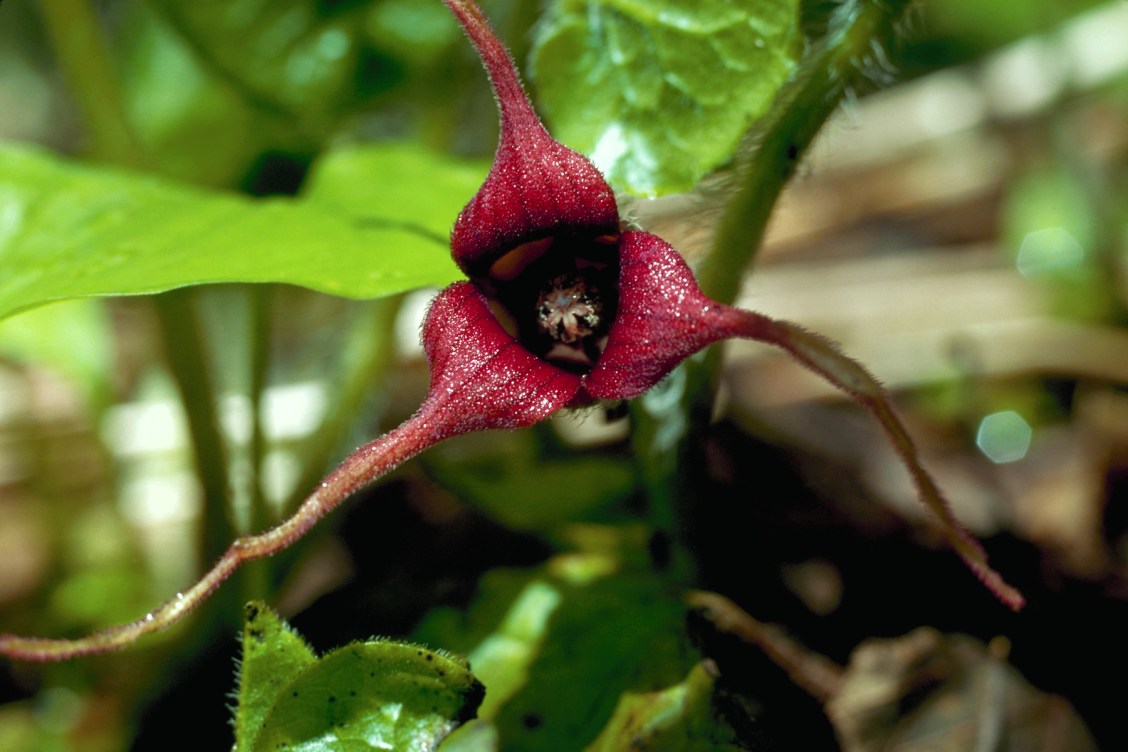 Scientists discover how some flowers mimic the smell of death | Popular ...