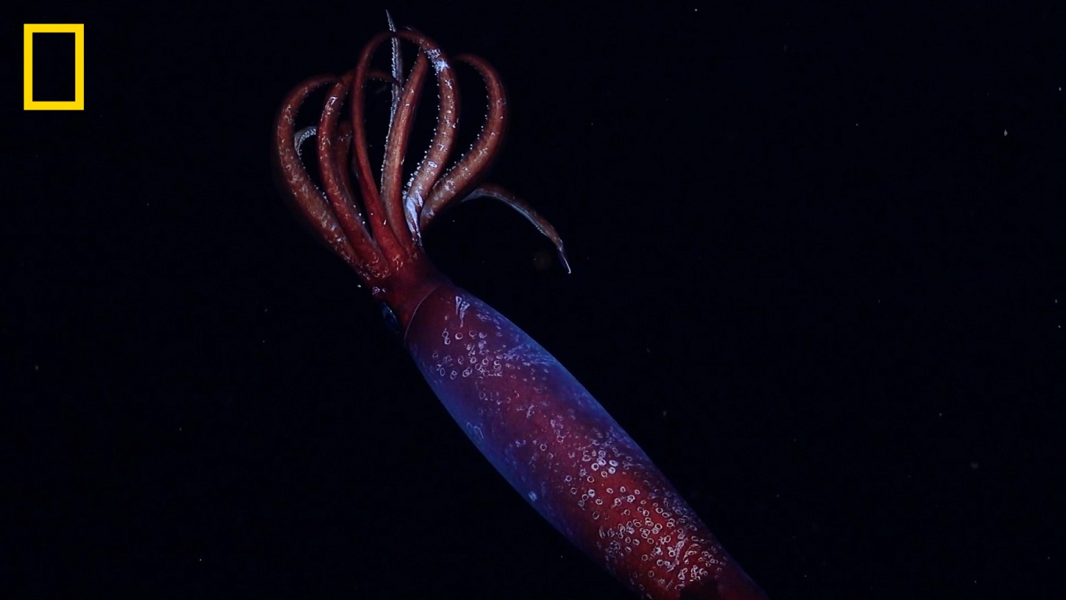 Watch the mesmerizing first-ever footage of a rare Antarctic squid ...