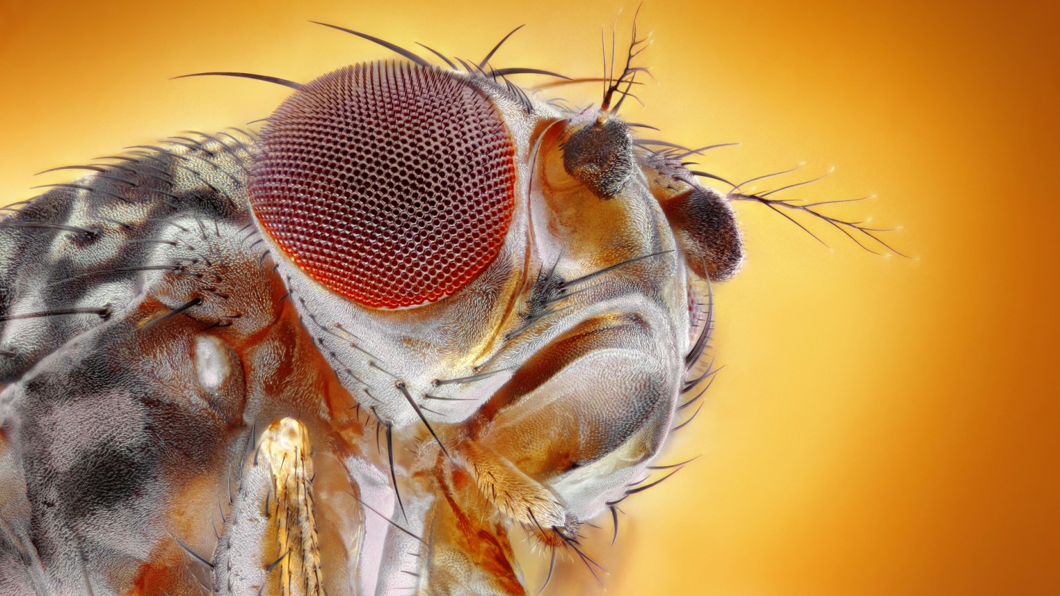 Researchers genetically altered fruit flies to crave cocaine | Popular ...