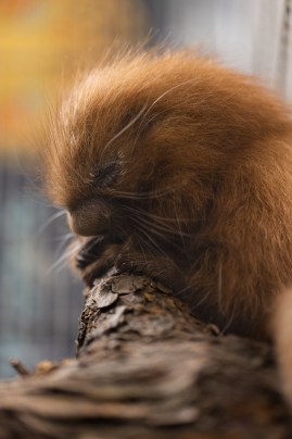 A baby porcupine is fluffier than you'd imagine | Popular Science