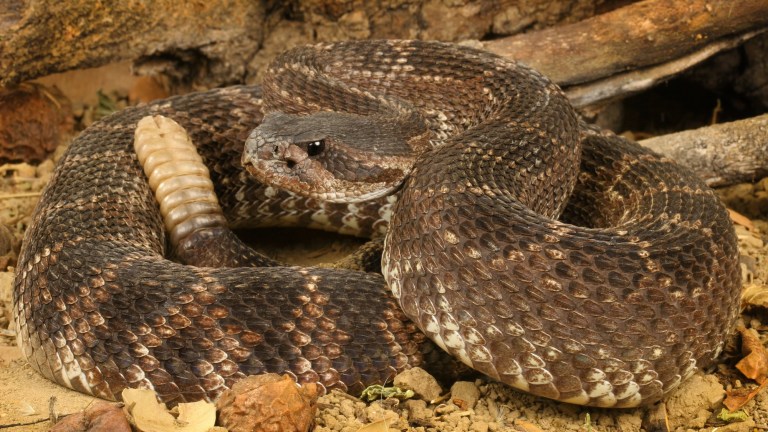 How snake bites really work | Popular Science