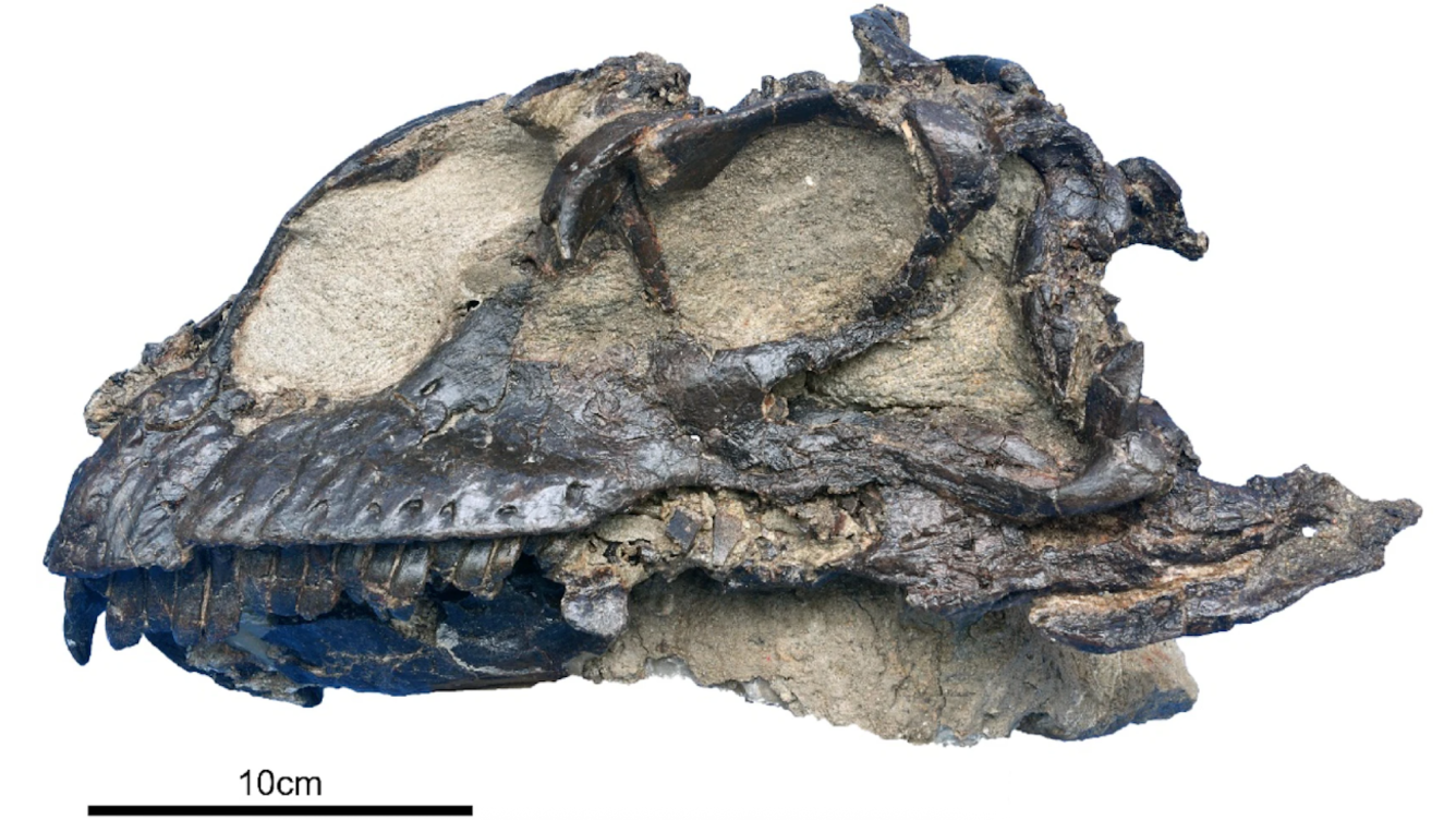 Well-preserved dinosaur skull belongs to new sauropod species | Popular ...