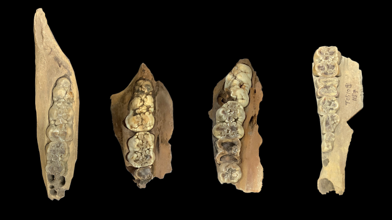 Wild boars began shrinking down to domesticated pigs 8,000 years ago ...